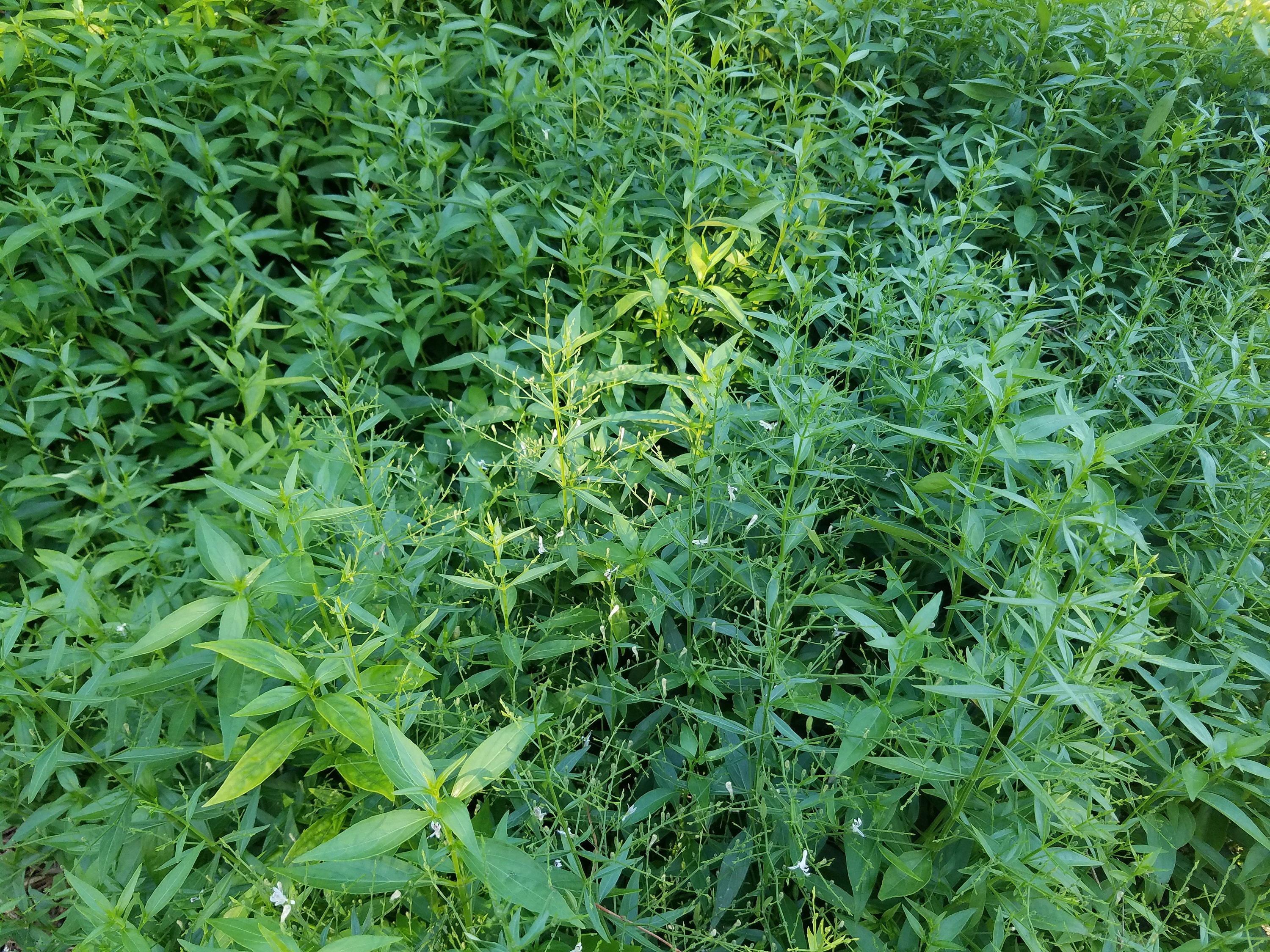 Plants Outdoor & Gardening 108 Fresh Andrographis Paniculata LEAVEs ...