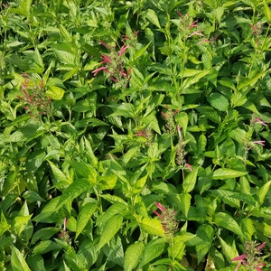 12 Justicia Cuttings Aka Mexican Honeysuckle Muitle MUICLE Ornamental ...