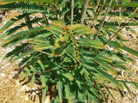 AMLA Live Plant Aka Emblica Officinalis Indian Gooseberry - Etsy