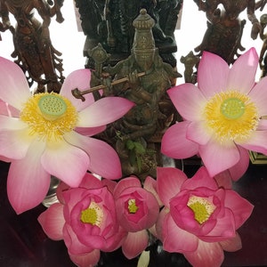8 Pink LOTUS Seeds Padma Puspa Nelumbo Nucifera Vishnu Lakshmi Brahma ...