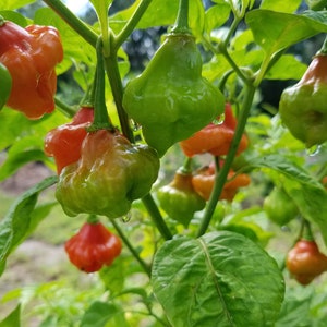 33 Fresh Cachucha Pepper Pods Sweet Tasty Mild Flavor Chili Rare ...