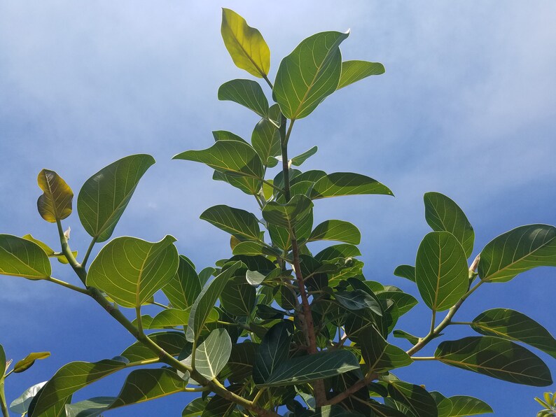 Banyan Live Plant Aka Ashvattha Ficus Benghalensis Upside Down - Etsy