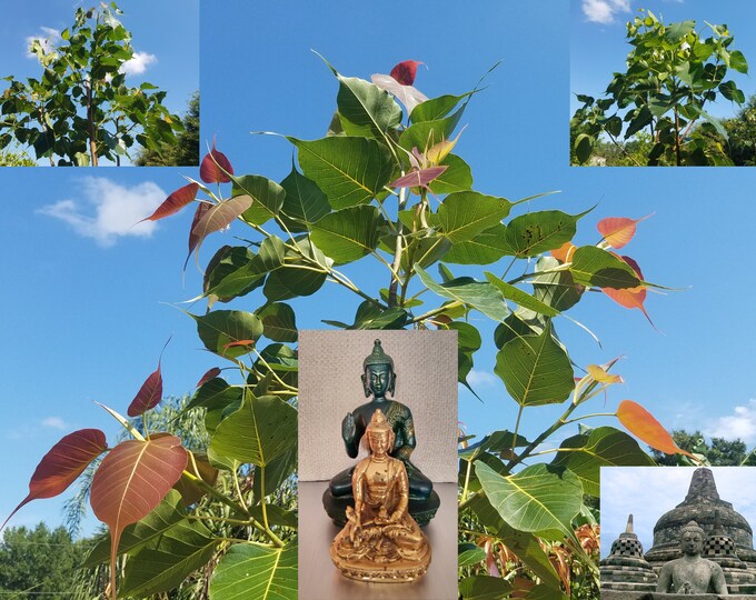 PEEPAL Live Plant Aka Ashvattha Ficus Religiosa Bodhi Pippala Asvattha ...