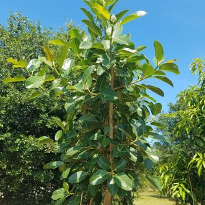 Banyan Live Plant Aka Ashvattha Ficus Benghalensis Upside Down Holy Fig ...
