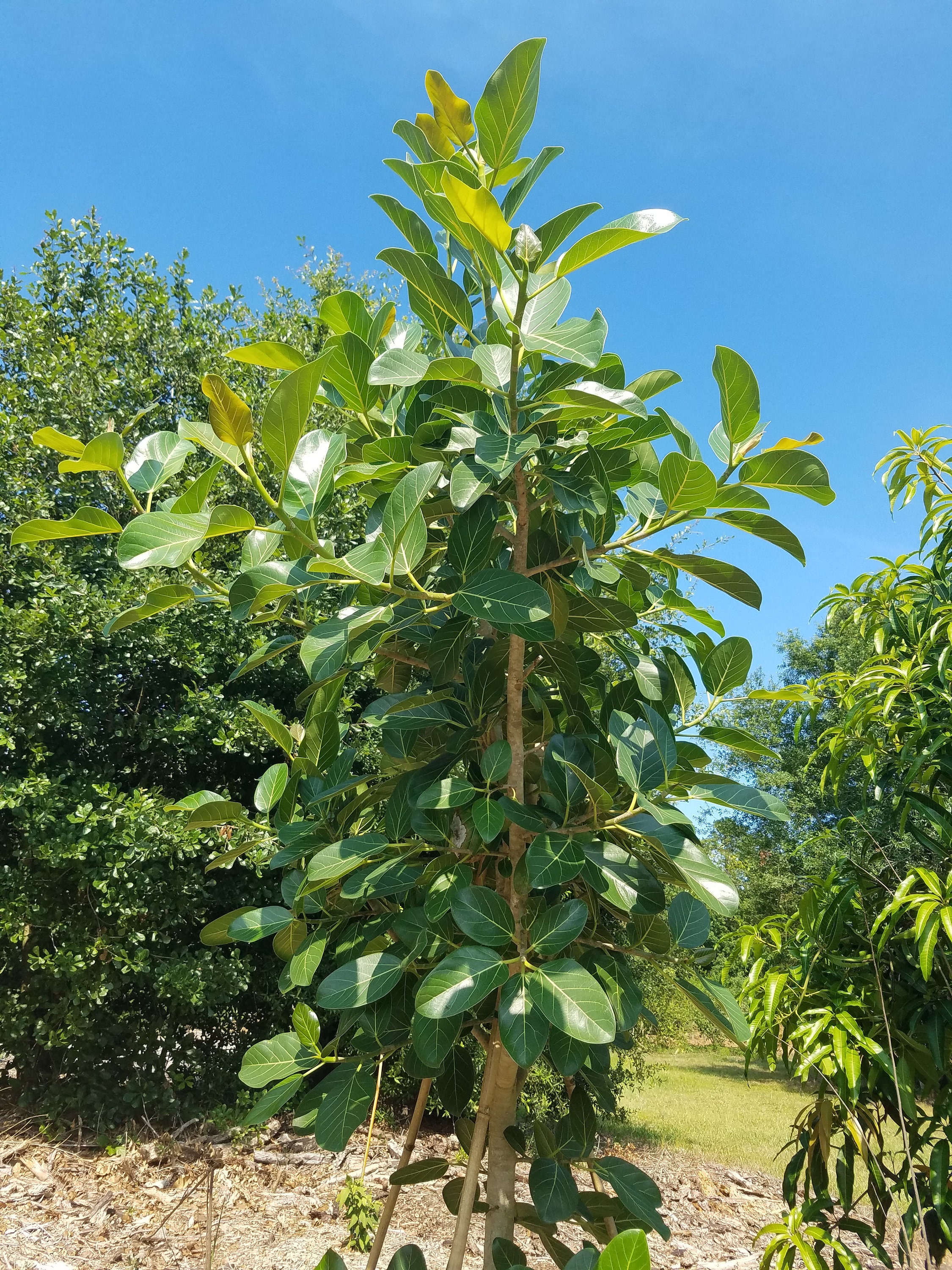 33 FRESH Banyan LEAVES Aka Vatapatra Ashvattha Ficus Benghalensis ...