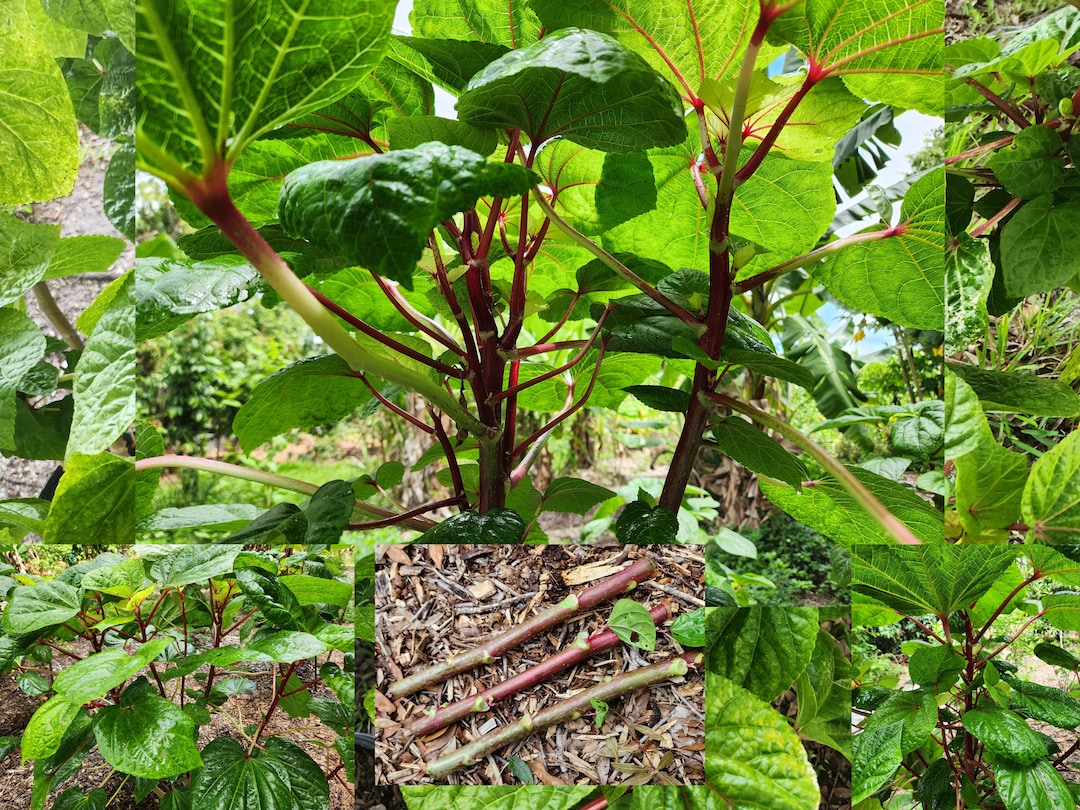 3 Abelmoschus Manihot Cuttings Aka Kiko's Crump South Sea Salad Tree ...