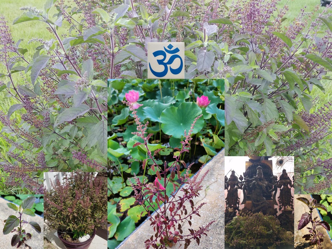 101 Krishna Tulsi Seeds Purple Holy Basil Ocimum Sanctum Tenuiflorum ...