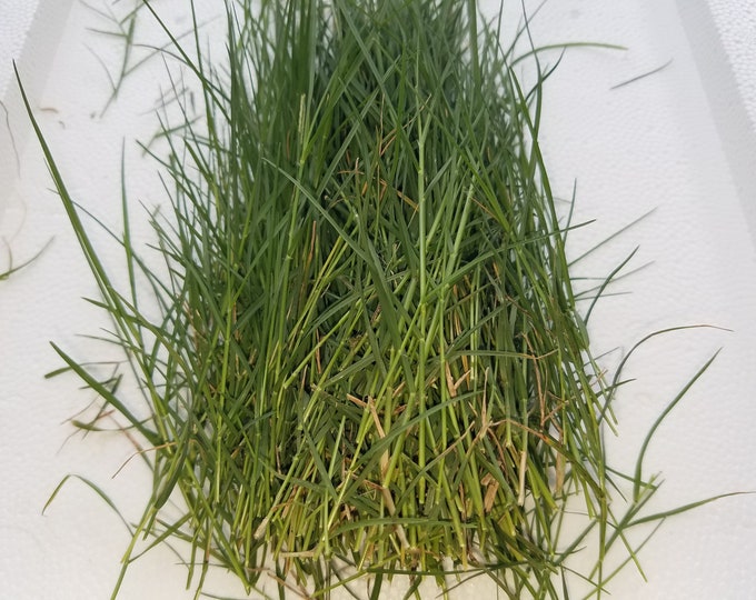 108 Fresh Cuttings DOOB Sacred DHOOB for Religious Ritual Durva Grass ...