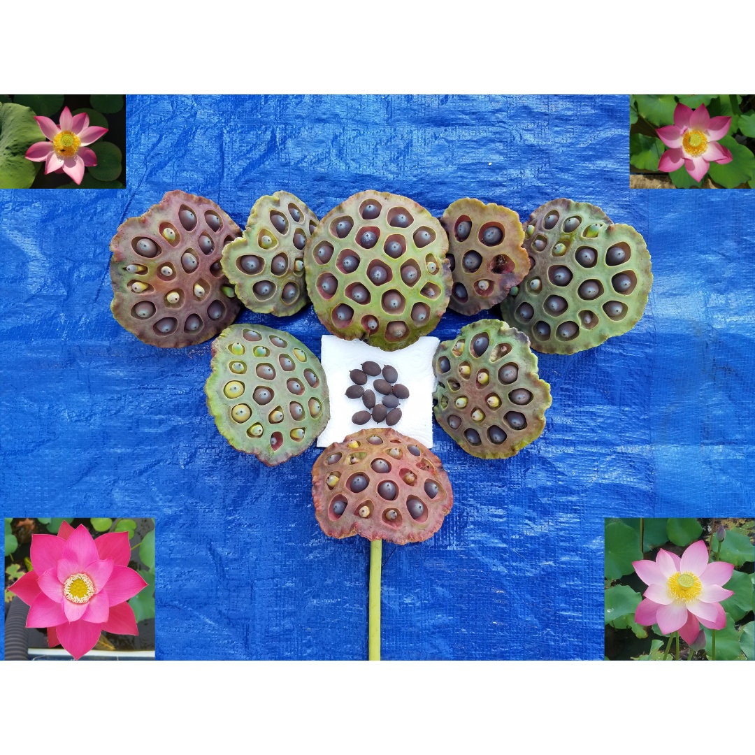 8 Pink LOTUS Seeds Padma Puspa Nelumbo Nucifera Vishnu Lakshmi Brahma ...