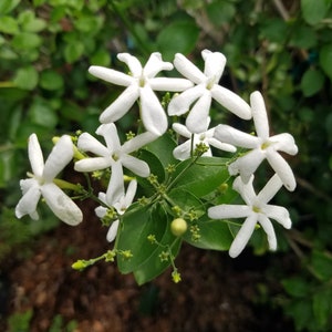 5 Juhi Indian Jasmine Cuttings Jasminum Auriculatum Mulai Jasmine Molle ...