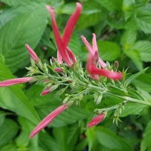 12 Justicia Cuttings Aka Mexican Honeysuckle Muitle MUICLE Ornamental ...