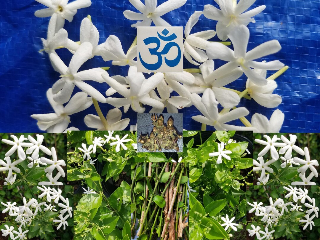 5 Juhi Indian Jasmine Cuttings Jasminum Auriculatum Mulai Jasmine Molle ...