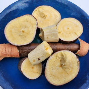 3 Golden YELLOW Cassava Cuttings for Growing New Plant Propagation ...