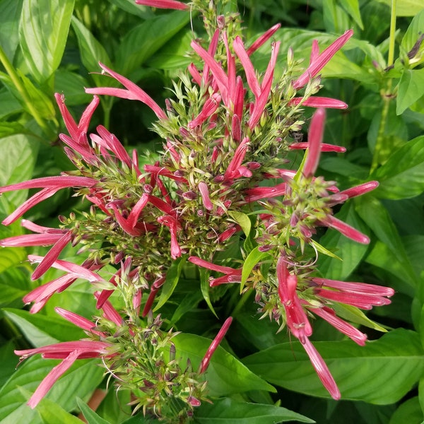 Insulin Plant Live - Etsy