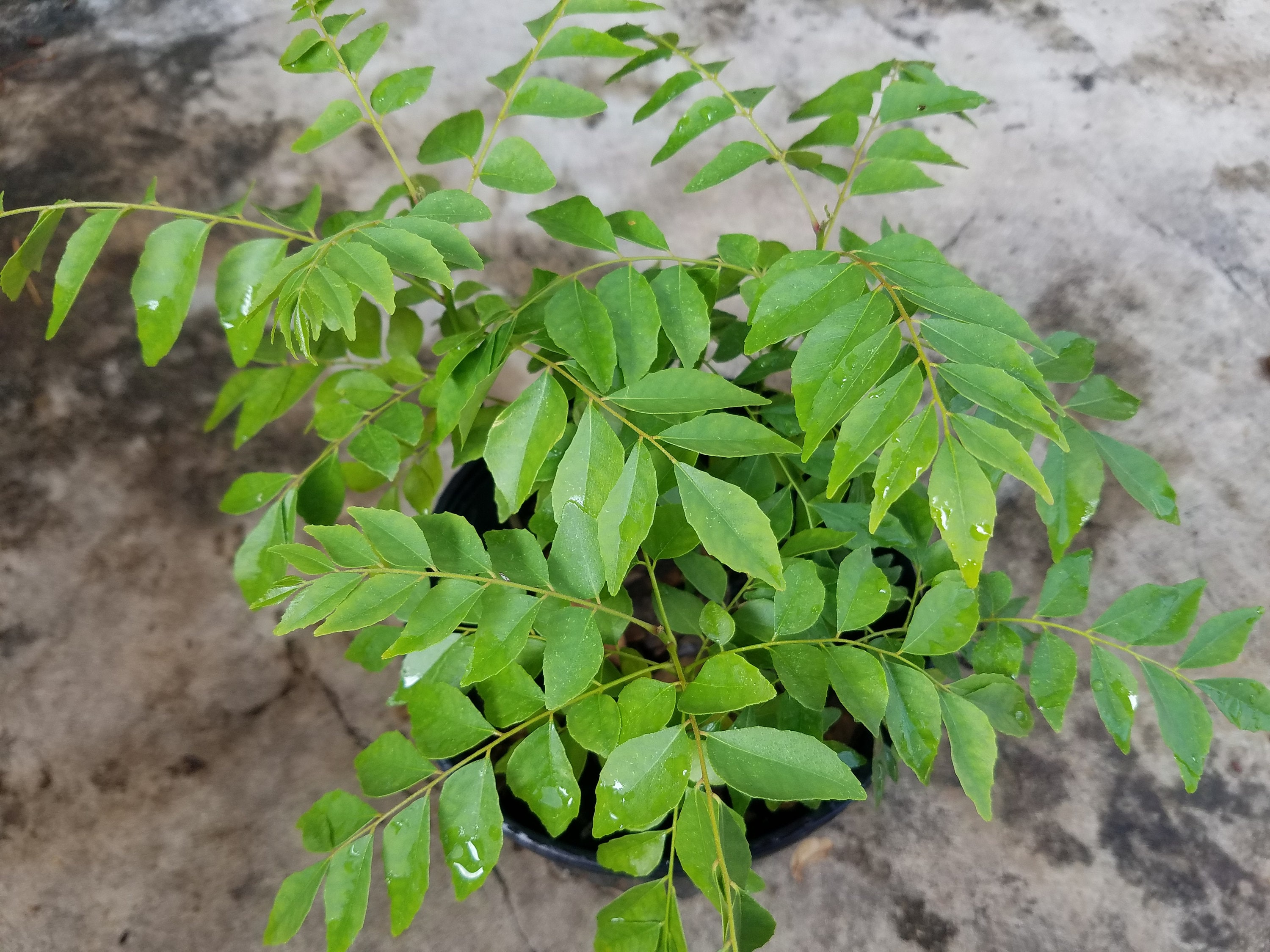 CURRY Plant Murraya Koenigii Sweet Neem Curry Patta Ayurveda | Etsy