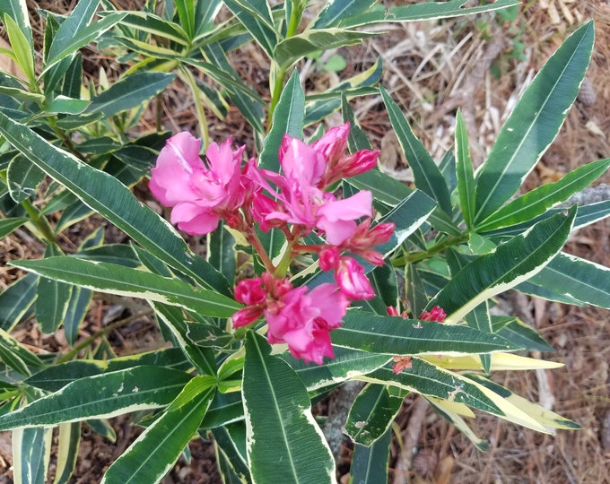 Nerium Oleander VARIEGATED Live Plant Aka KANER Flowering Pink Sweet ...