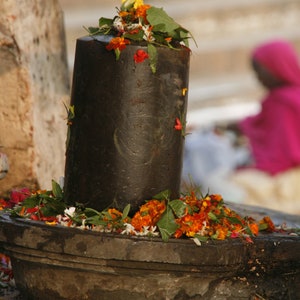 33 Bilva Patra LEAVES Aegle Marmelos Bael Bel Patra Bhagavan Shiva ...