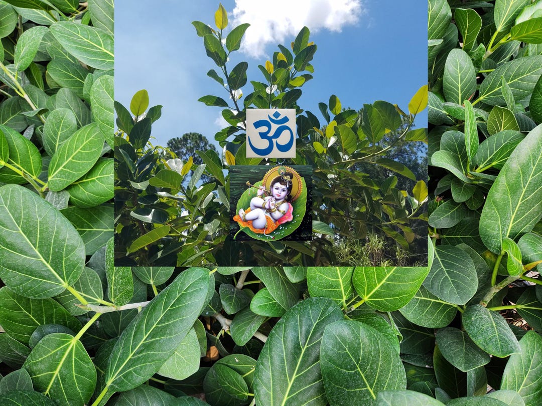 33 FRESH Banyan LEAVES Aka Vatapatra Ashvattha Ficus Benghalensis ...