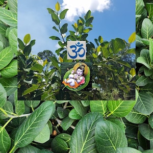 33 FRESH Banyan LEAVES Aka Vatapatra Ashvattha Ficus Benghalensis ...