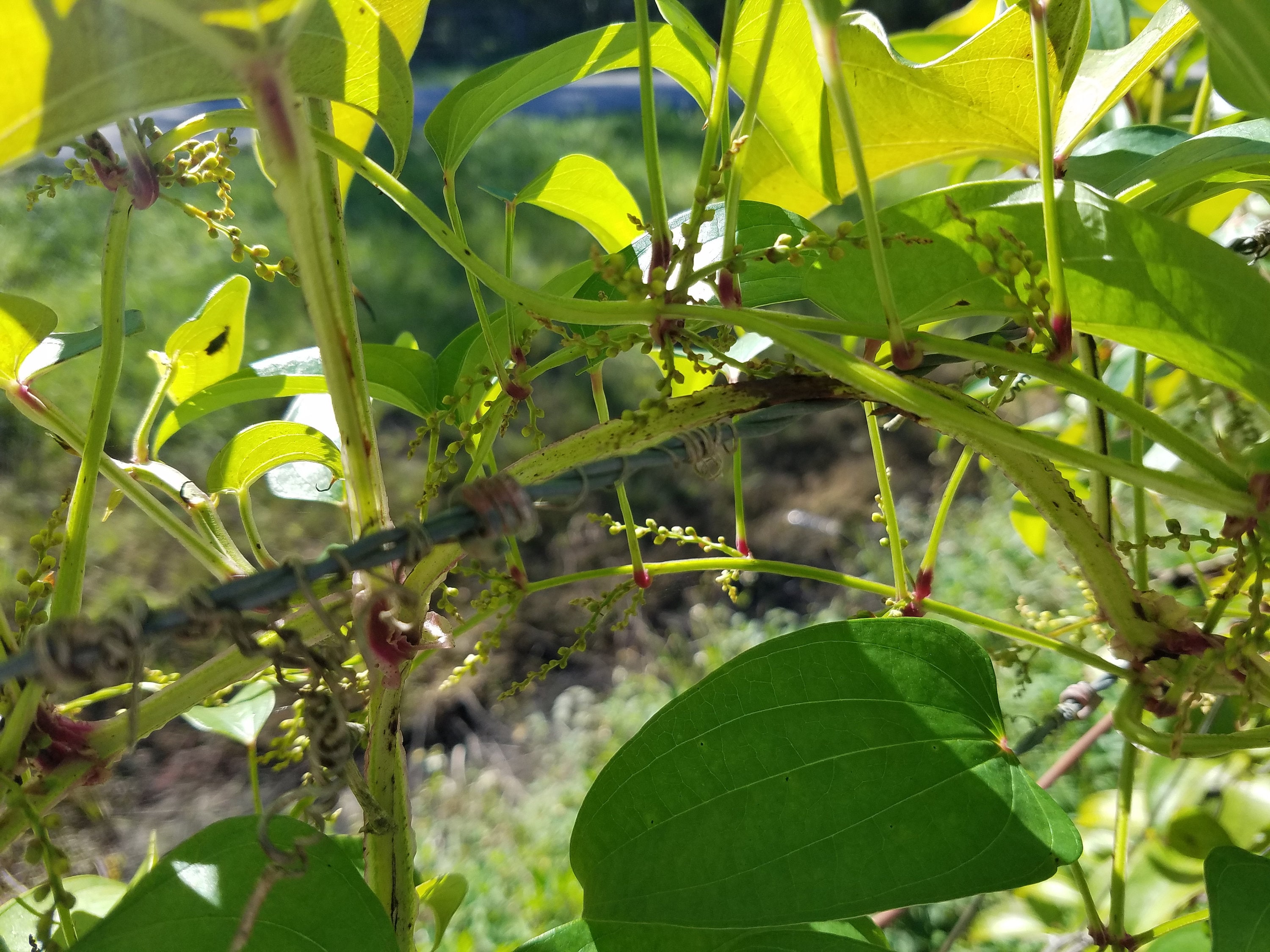 5 Purple Yam Plants Grown From Aerial Tubers Dioscorea Alata - Etsy