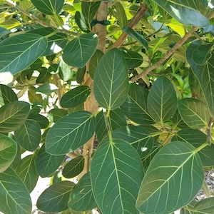 33 FRESH Banyan LEAVES Aka Vatapatra Ashvattha Ficus Benghalensis ...