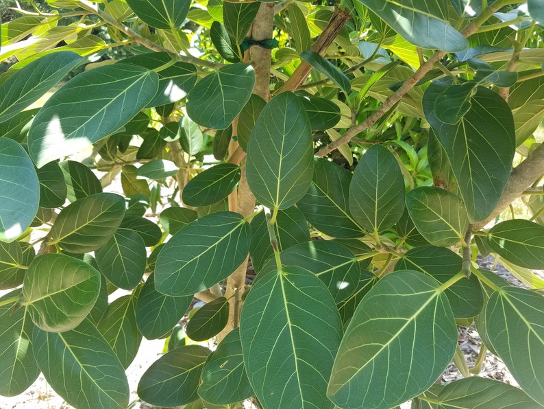 33 FRESH Banyan LEAVES Aka Vatapatra Ashvattha Ficus Benghalensis ...