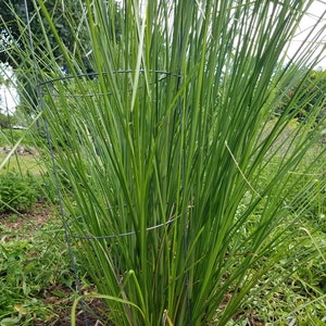 KUSA Sacred Kusha Bareroot Live Plant Desmostachya Bipinnata ...