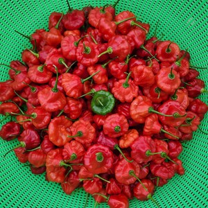 33 Fresh Cachucha Pepper Pods Sweet Tasty Mild Flavor Chili Rare ...