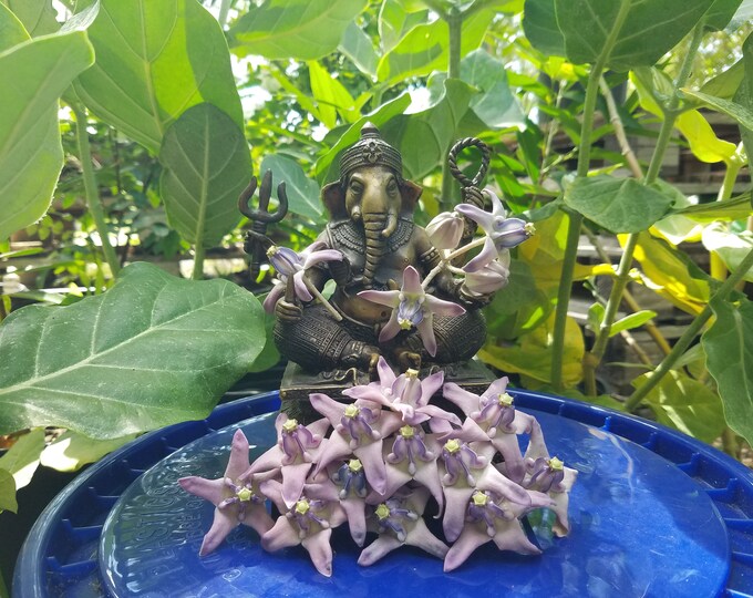 Live Giant Milkweed Plant Calotropis Gigantea Madar Mudar Arka Aak ...