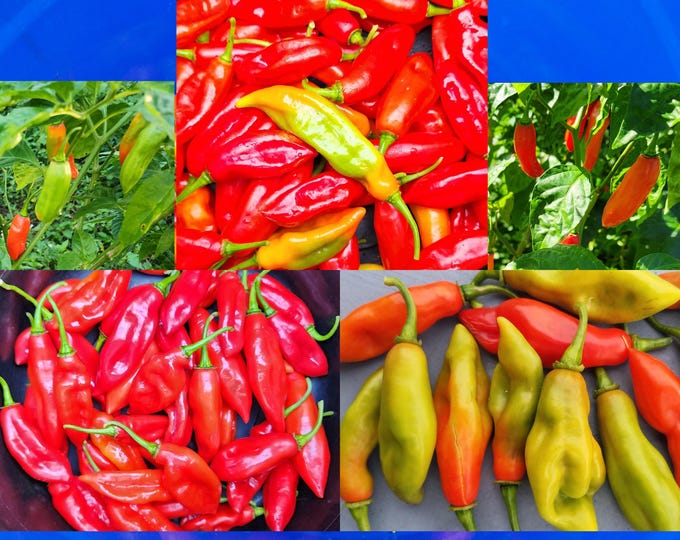 50 Trinidad Pimento Pepper Seeds Capsicum Chinense Aka Trini Favorite ...