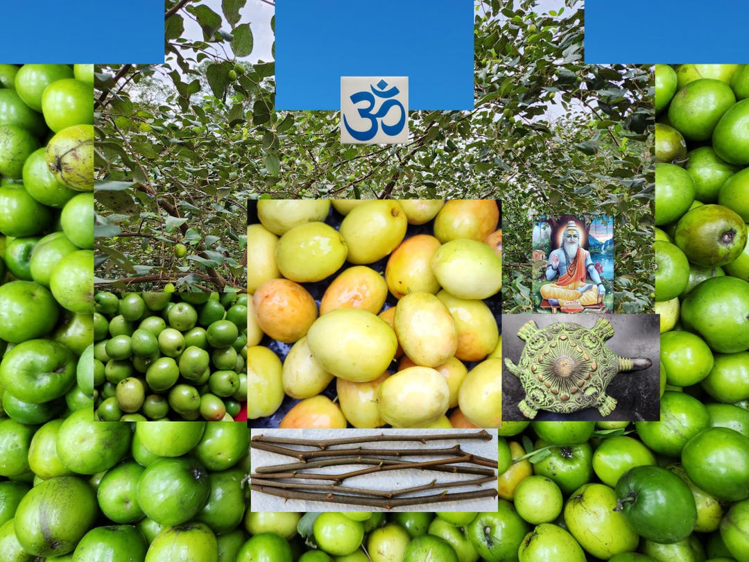 5 Jujube Cuttings Ber Ziziphus Jujuba Badari Badara Fruit Beri Sacred ...