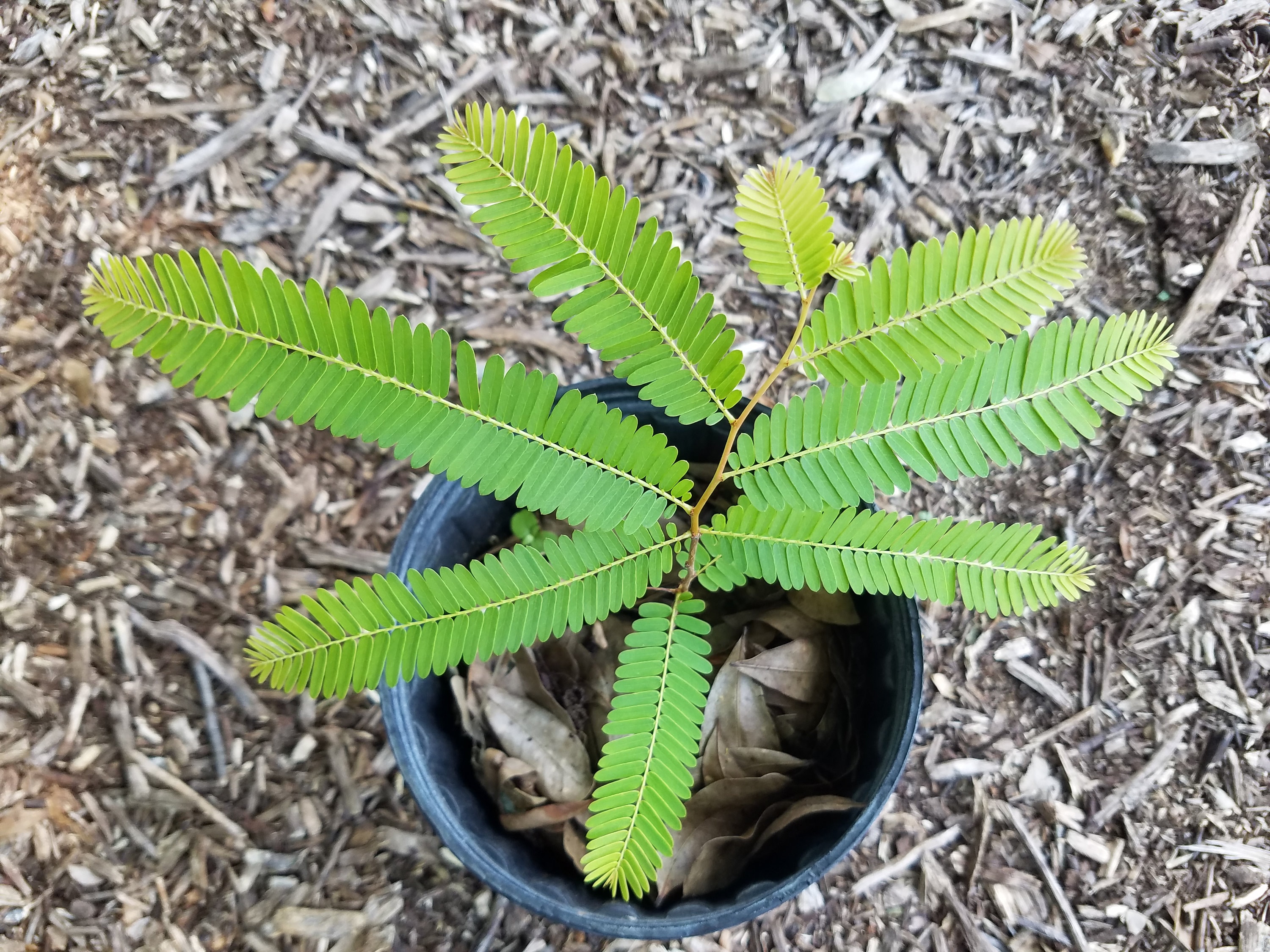 AMLA Live Plant Aka Emblica Officinalis Indian Gooseberry - Etsy