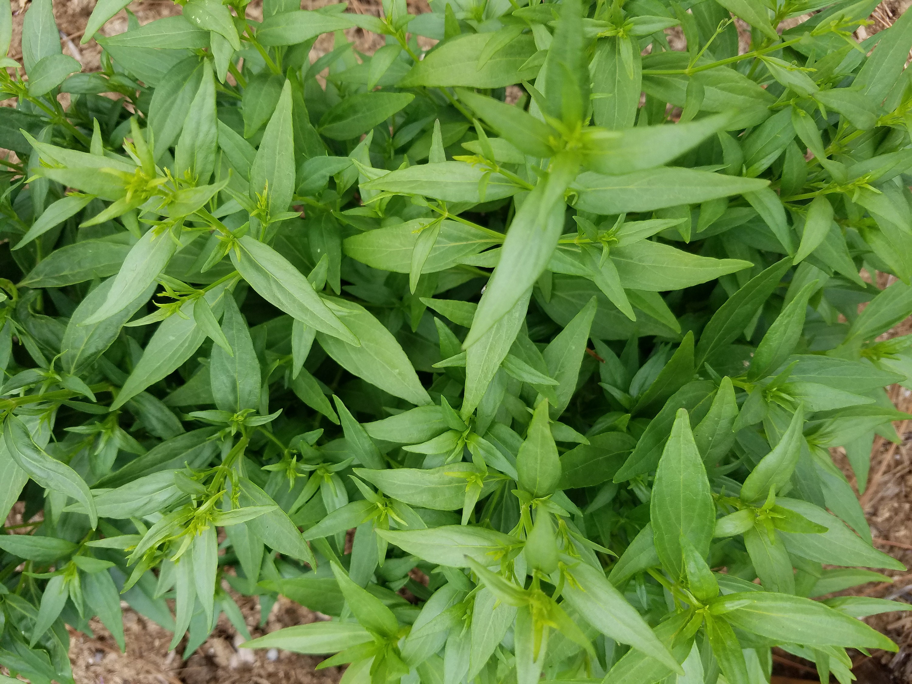 2 LIVE Andrographis Paniculata PLANTs Kalmegh AyurVeda Immune | Etsy