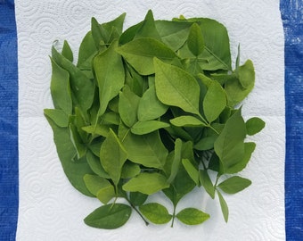 33 Bilva Patra LEAVES Aegle Marmelos Bael Bel Patra Bhagavan Shiva ...