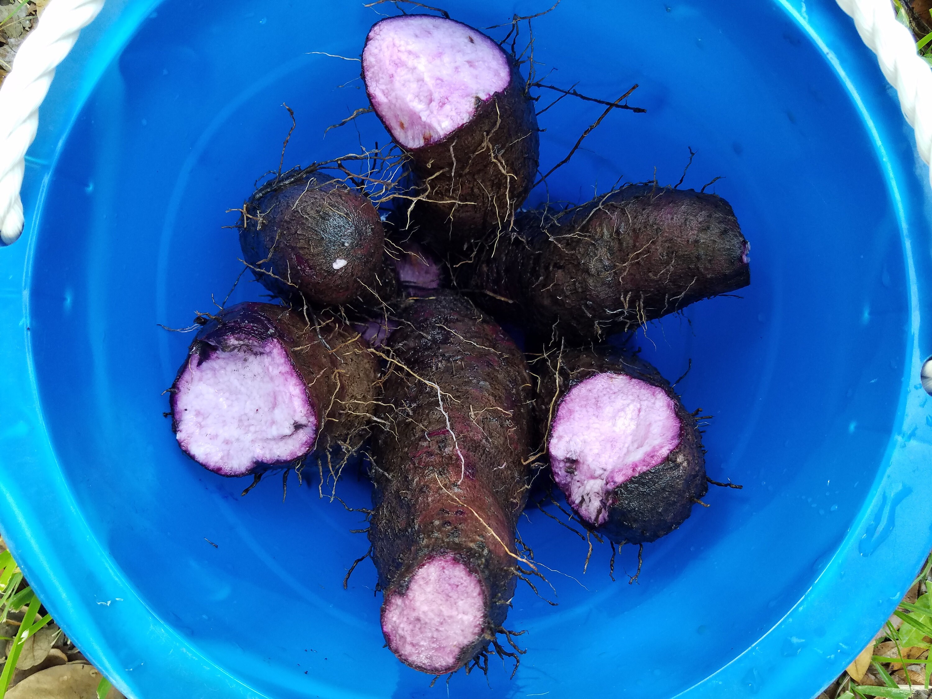5 Purple Yam Plants Grown From Aerial Tubers Dioscorea Alata - Etsy