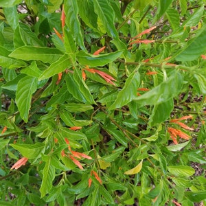 12 Justicia Spicigera Cuttings Muitle Muicle Traditional Herbal Plant ...