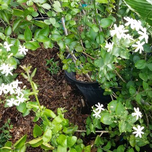 5 Juhi Indian Jasmine Cuttings Jasminum Auriculatum Mulai Jasmine Molle ...