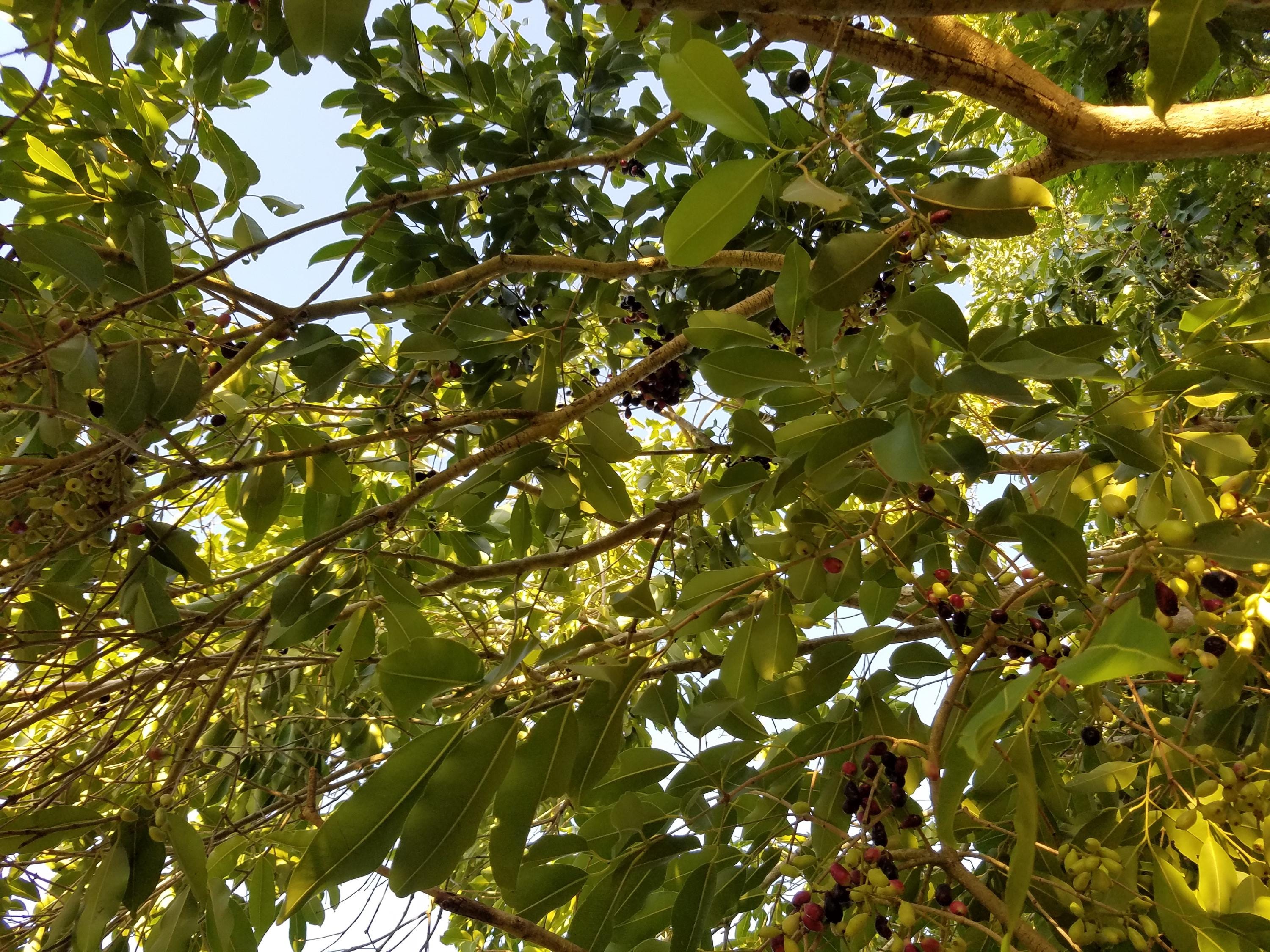 5 Jamun Cuttings Syzygium Cumini Jambolana Malabar Java Plum Jambul ...
