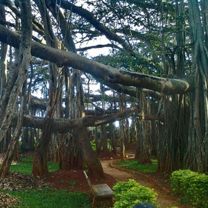 33 FRESH Banyan LEAVES Aka Vatapatra Ashvattha Ficus Benghalensis ...