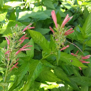 12 Justicia Cuttings Aka Mexican Honeysuckle Muitle MUICLE Ornamental ...
