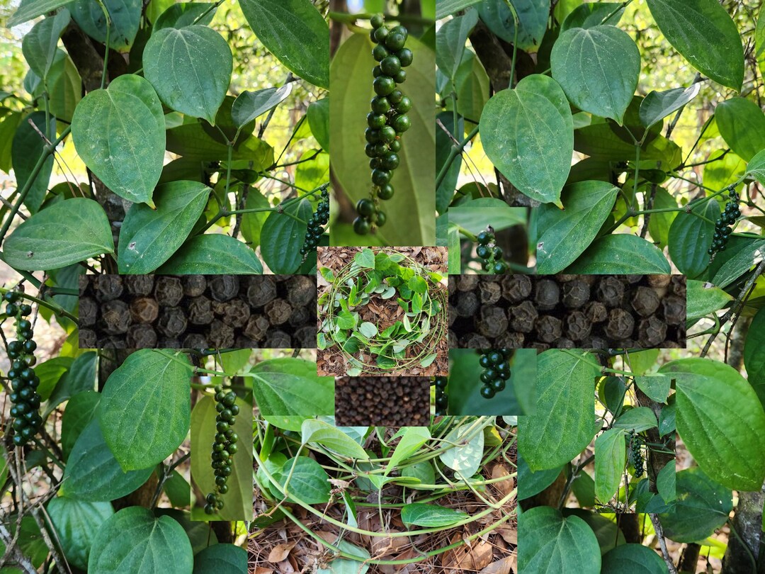 3 Black Pepper Vine Cuttings Piper Nigrum Peppercorn Maricha Ayurveda ...