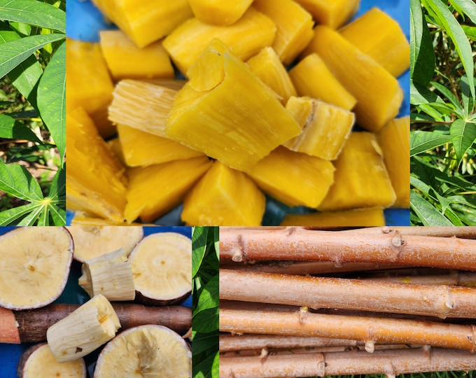 3 Golden YELLOW Cassava Cuttings for Growing New Plant Propagation ...
