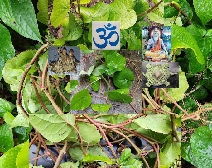 3 Paan Vine Cuttings Red Stem Tambula Betel Piper Pan Leaf Sri Devi ...