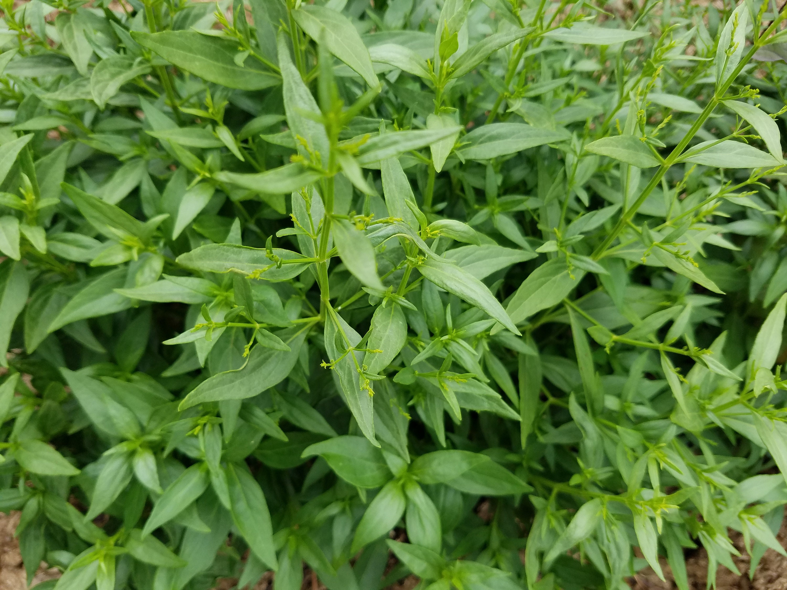 2 LIVE Andrographis Paniculata PLANTs Kalmegh AyurVeda Immune | Etsy