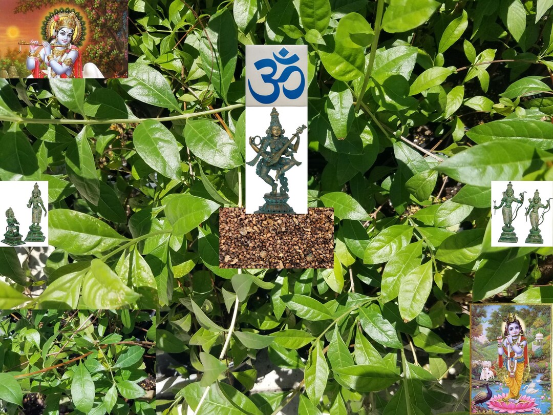 33 HENNA Seeds Mehendi Aka Lawsonia Inermis Hina Hena Mehndi Hindu ...