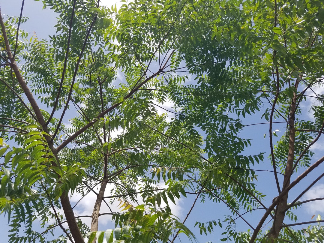 4 Fresh 2 Ft NEEM Branches Azadirachta Indica Nimtree Dhanujhada Limbda ...