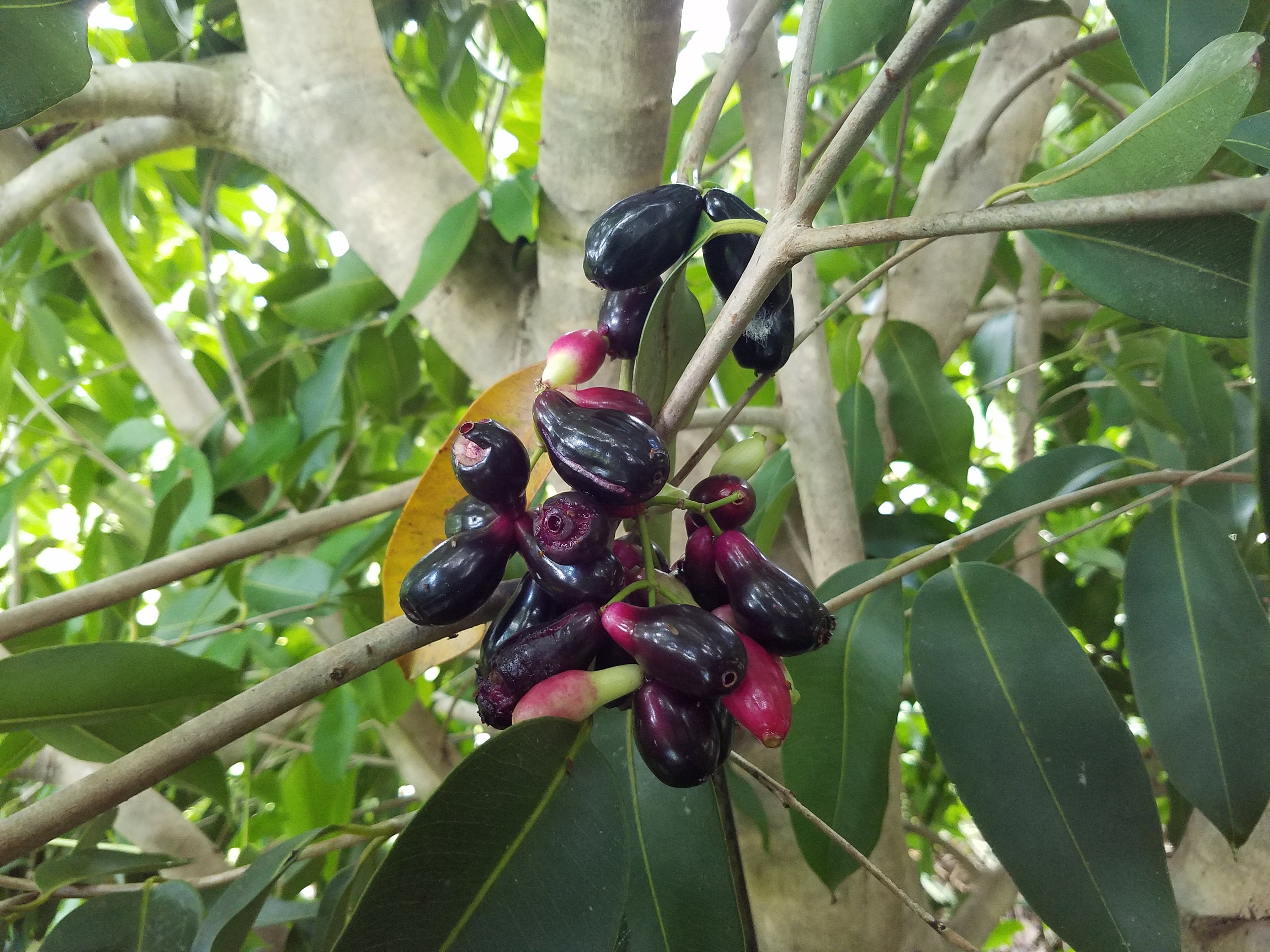 Jambul Tree