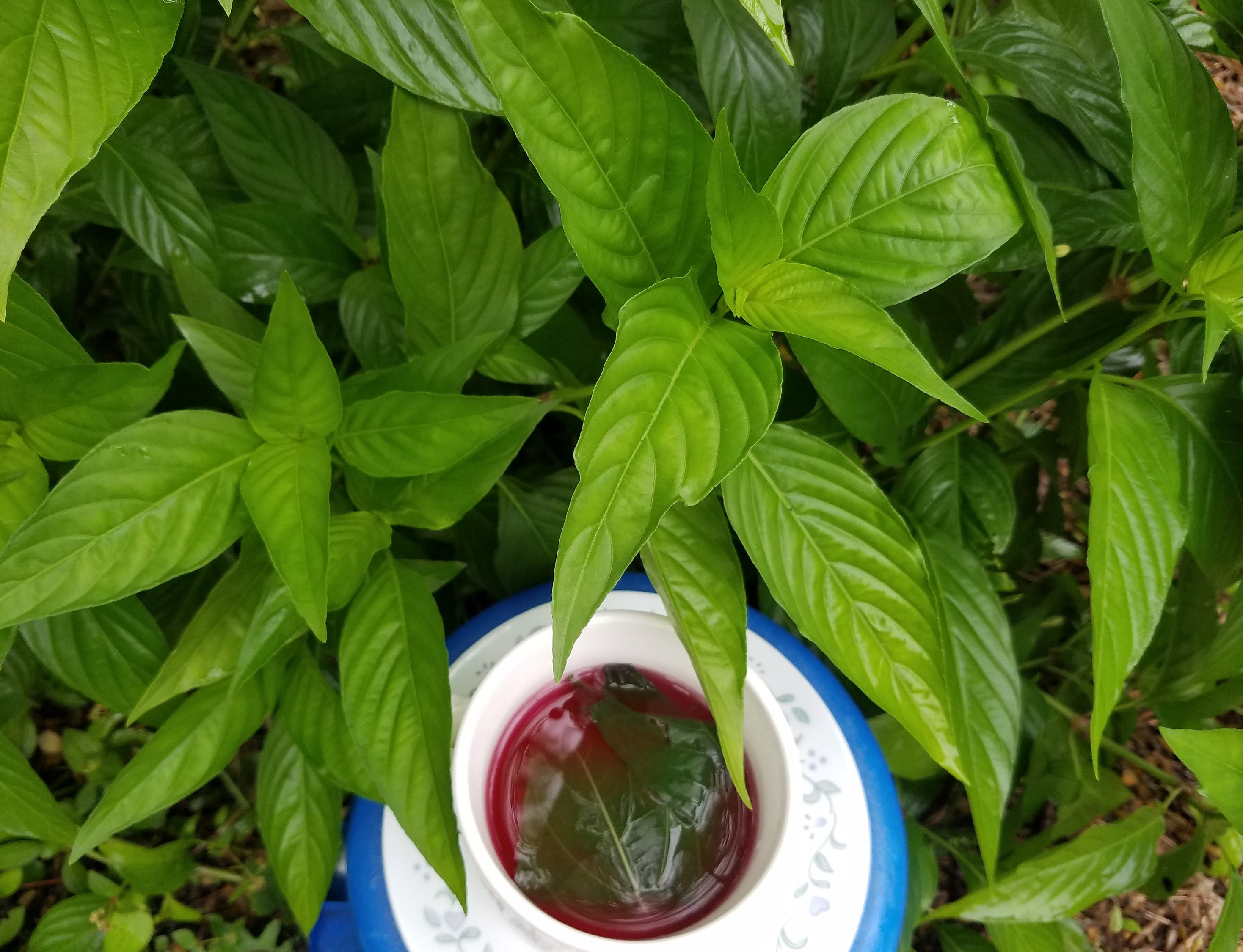 LIVE Justicia Spicigera Plant Aka Mexican Honeysuckle Muitle - Etsy