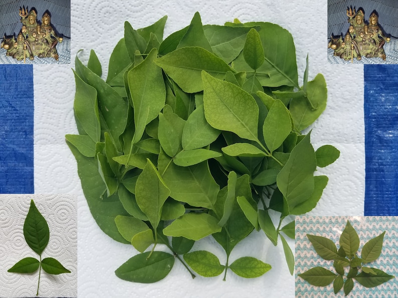 33 Bilva Patra LEAVES Aegle Marmelos Bael Bel Patra Bhagavan Shiva ...