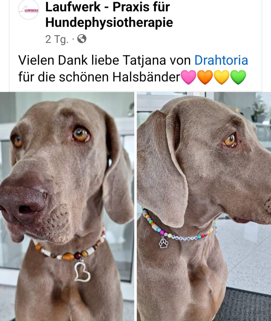 EM Ceramic Pipes Dog Collar Dog Chain From the Jewelry Label DRAHTORIA ...